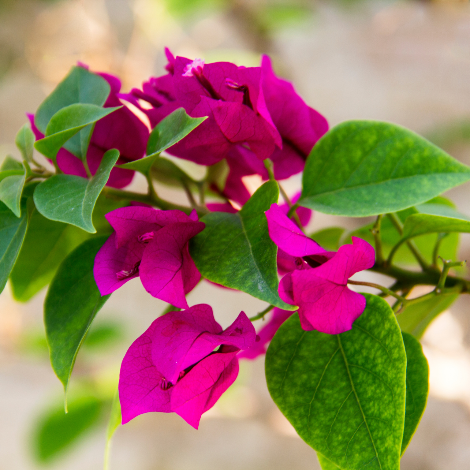 Polynesian flowers and authentic Monoi de Tahiti