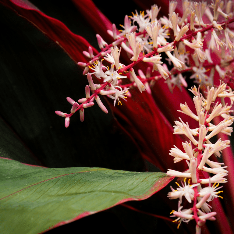 Polynesian flowers and authentic Monoi de Tahiti