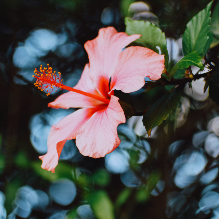 Polynesian flowers and authentic Monoi de Tahiti
