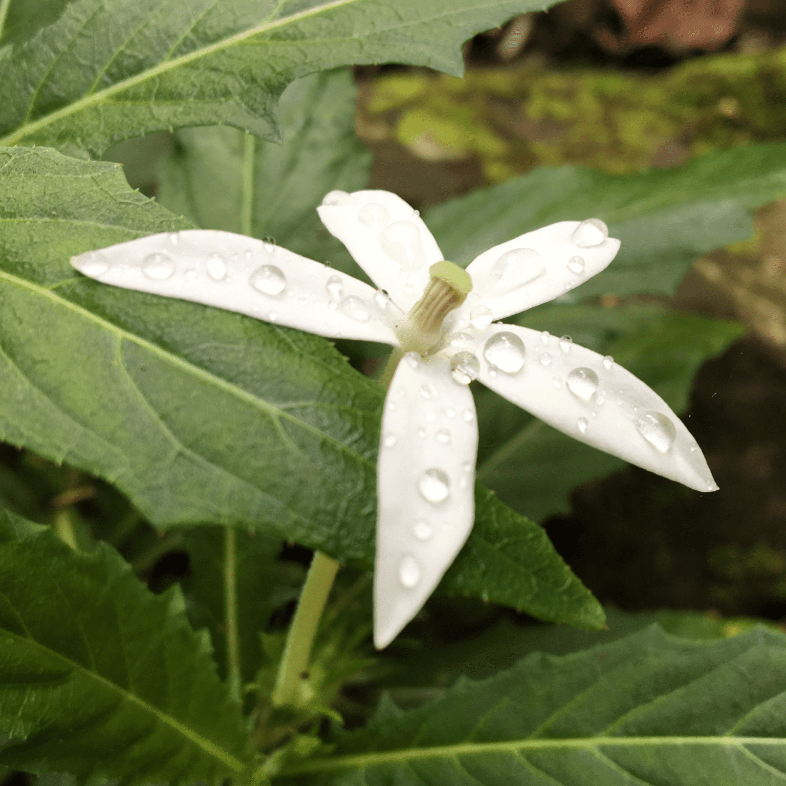 Polynesian flowers and authentic Monoi de Tahiti