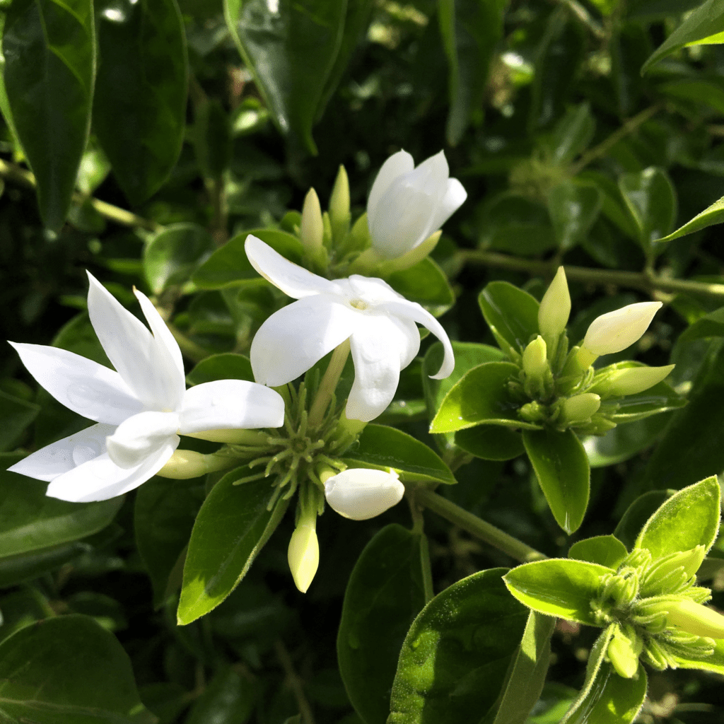 Polynesian flowers and authentic Monoi de Tahiti