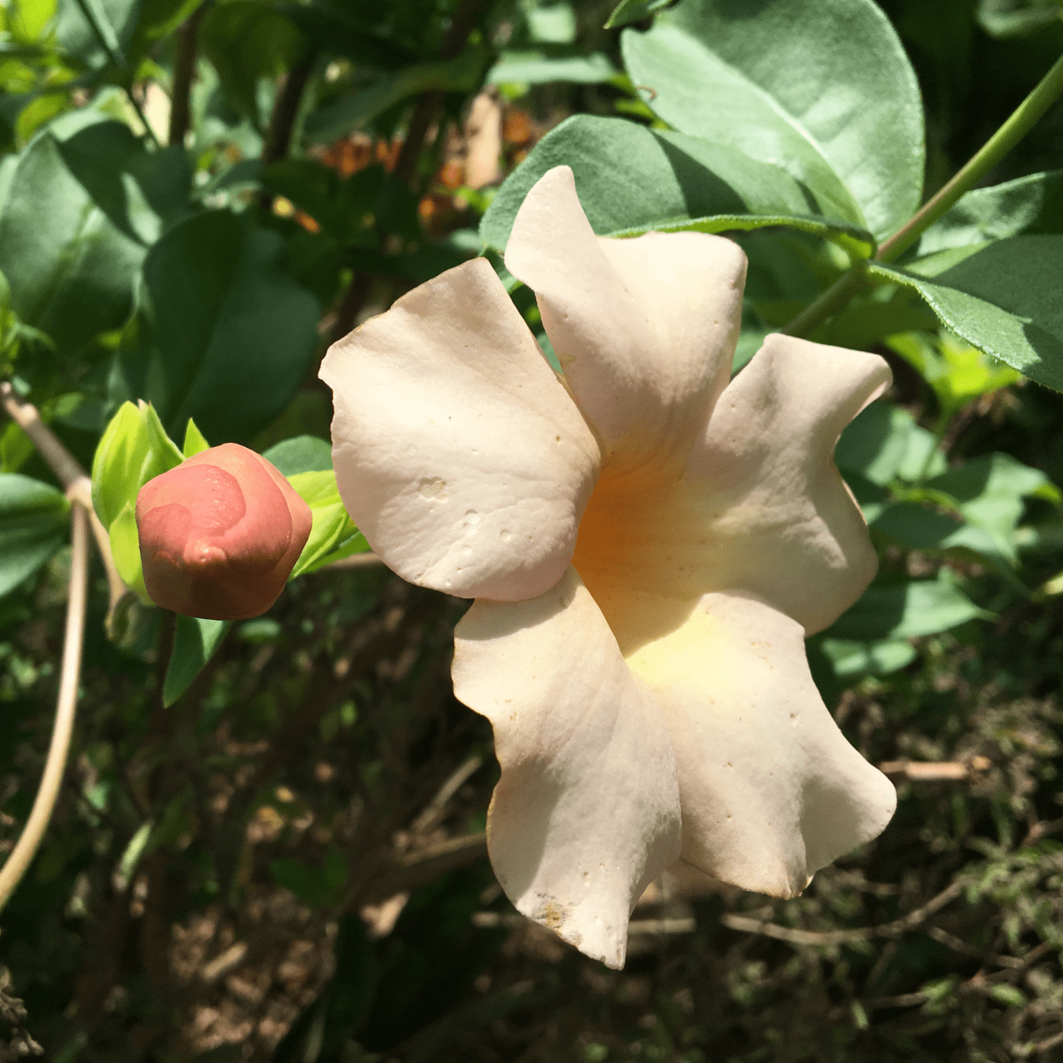 Polynesian flowers and authentic Monoi de Tahiti