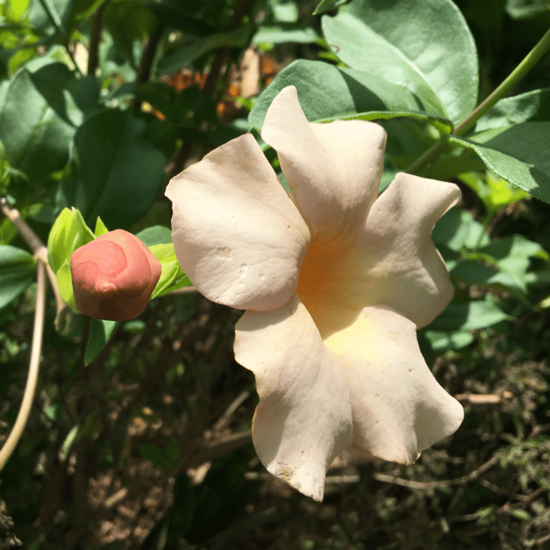 Polynesian flowers and authentic Monoi de Tahiti