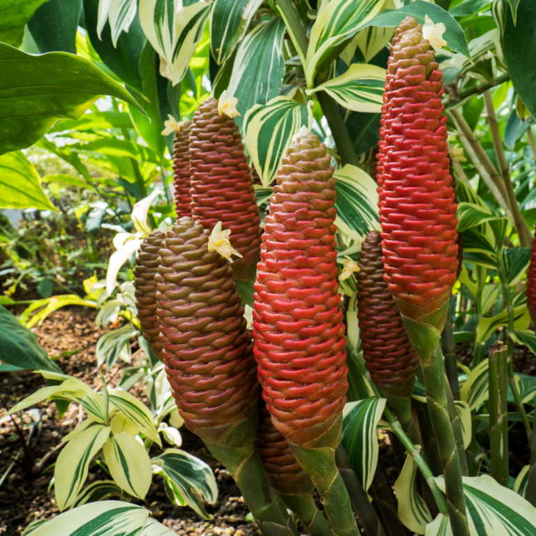 Polynesian flowers and authentic Monoi de Tahiti